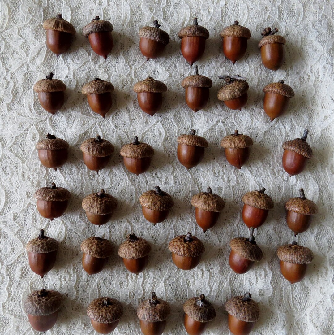 35 Variety Size- Most Large Red Oak Acorns With Caps for Crafts, Washed ...