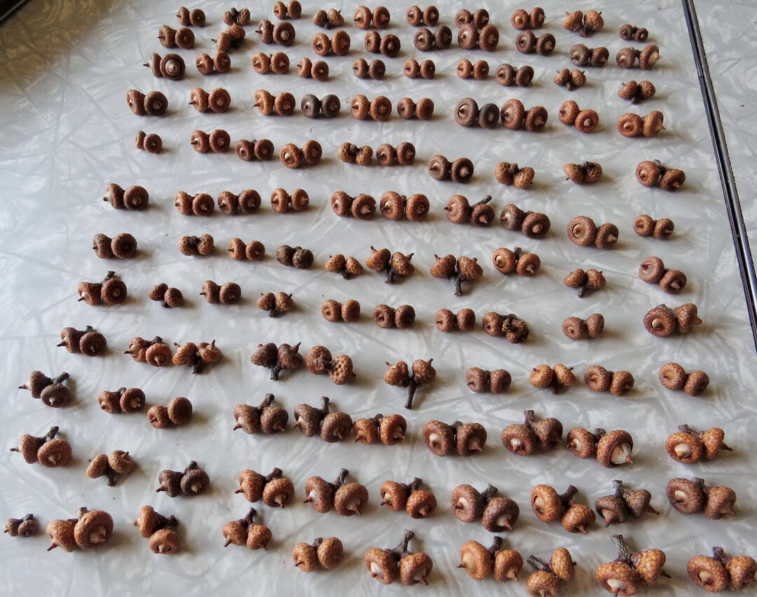 Lot of 240 Tiny Red Oak Underdeveloped Acorns With Caps for Crafts ...