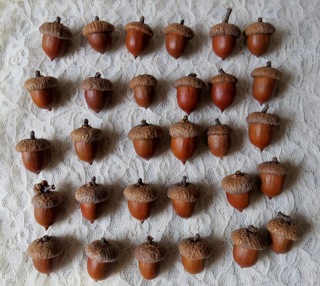 30 Large Red Oak Acorns With Caps for Crafts, Washed, Oven Dried and ...