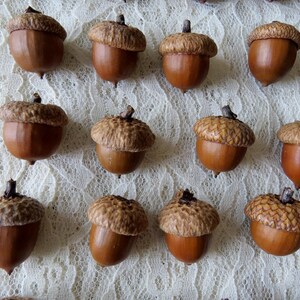 35 Variety Size Most Large Red Oak Acorns With Caps for Crafts, Washed ...