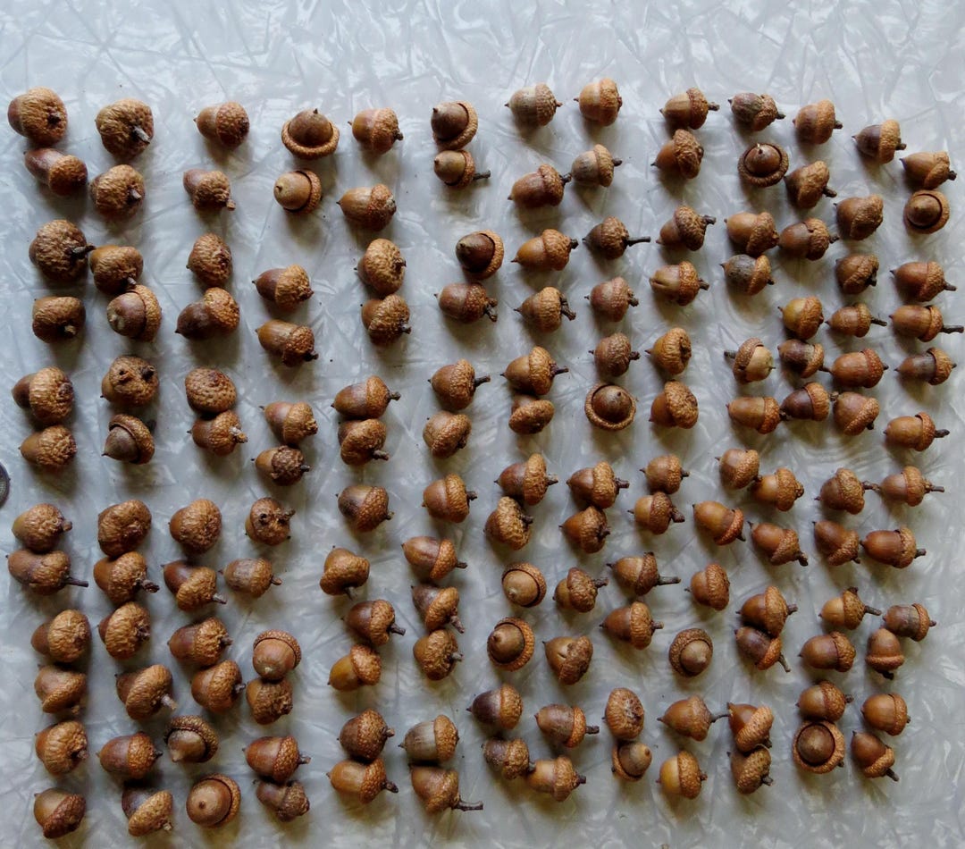 About 150 Small Red Oak Acorns With Caps for Crafts, Washed and Oven ...