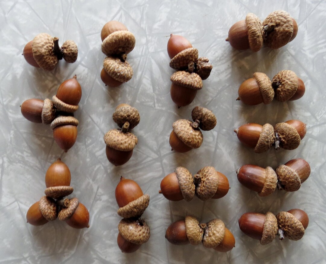 Lot of 32 Red Oak Acorns 11 in DOUBLE, 19 in Triple Caps, 2 Singles for ...