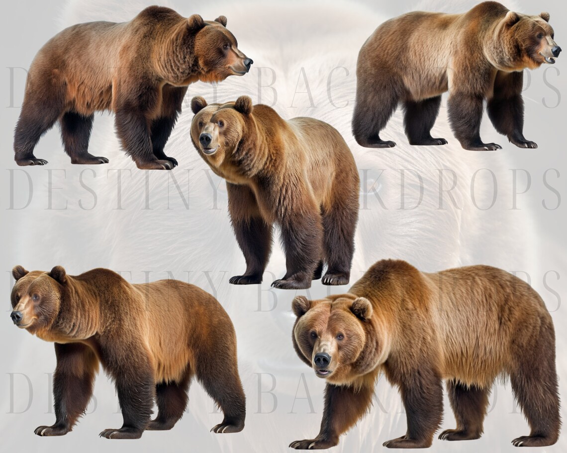45 Bear Digital Overlays Grizzly Bear PNG Clipart Brown Bear Overlay ...