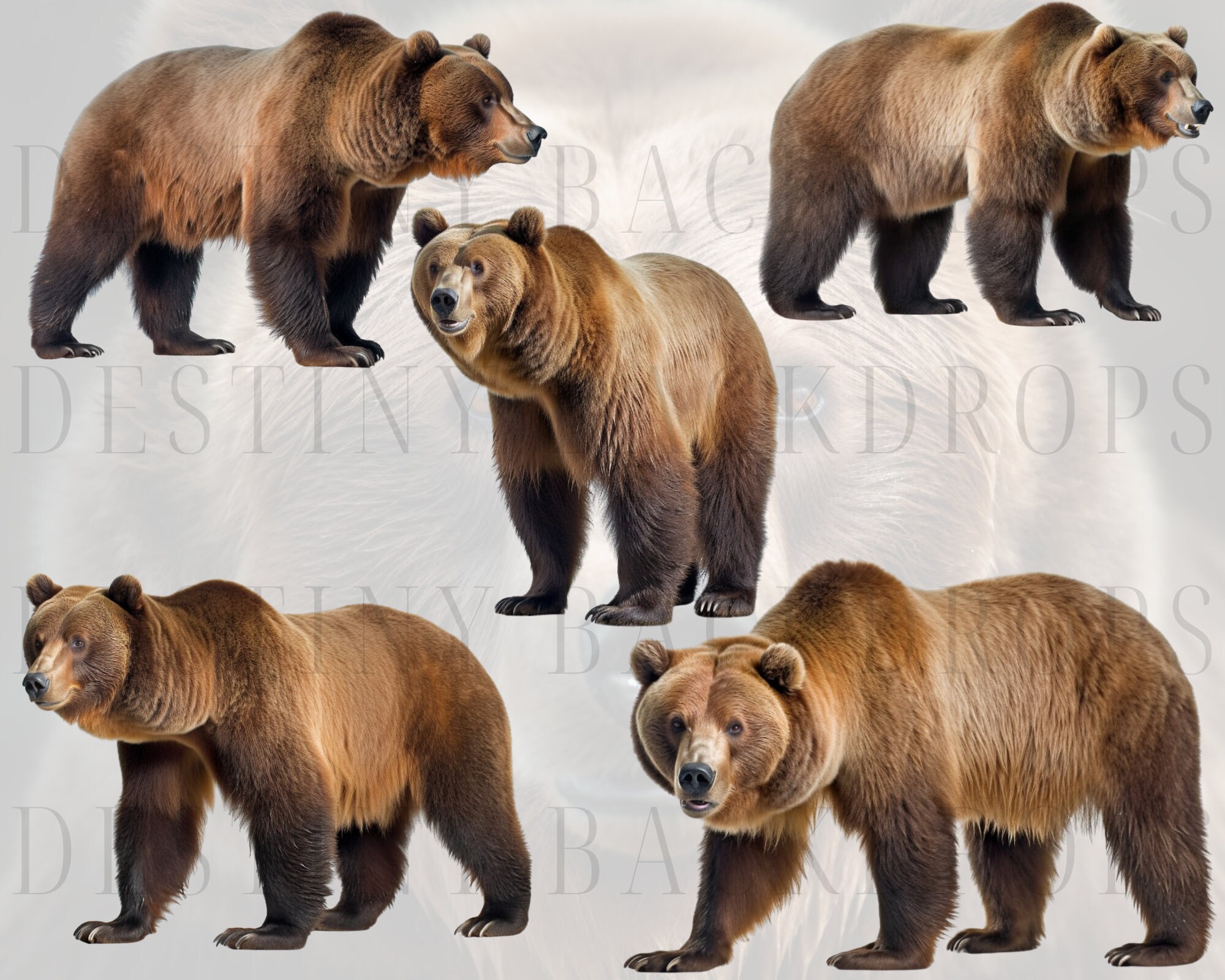 45 Bear Digital Overlays Grizzly Bear PNG Clipart Brown Bear Overlay ...
