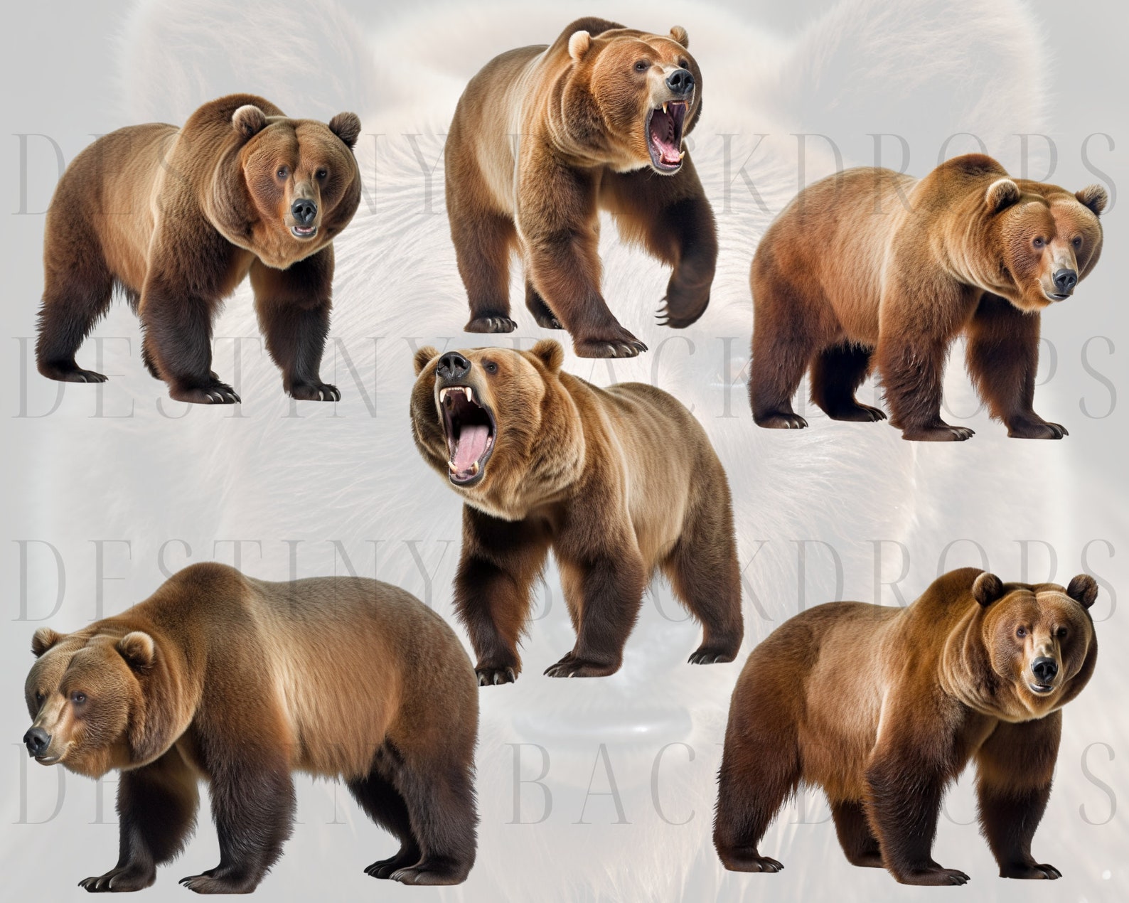45 Bear Digital Overlays Grizzly Bear PNG Clipart Brown Bear Overlay ...