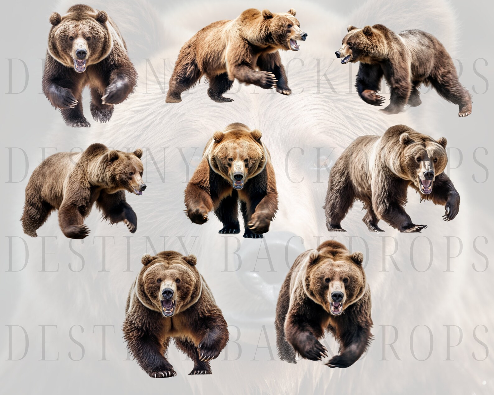 45 Bear Digital Overlays Grizzly Bear PNG Clipart Brown Bear Overlay ...