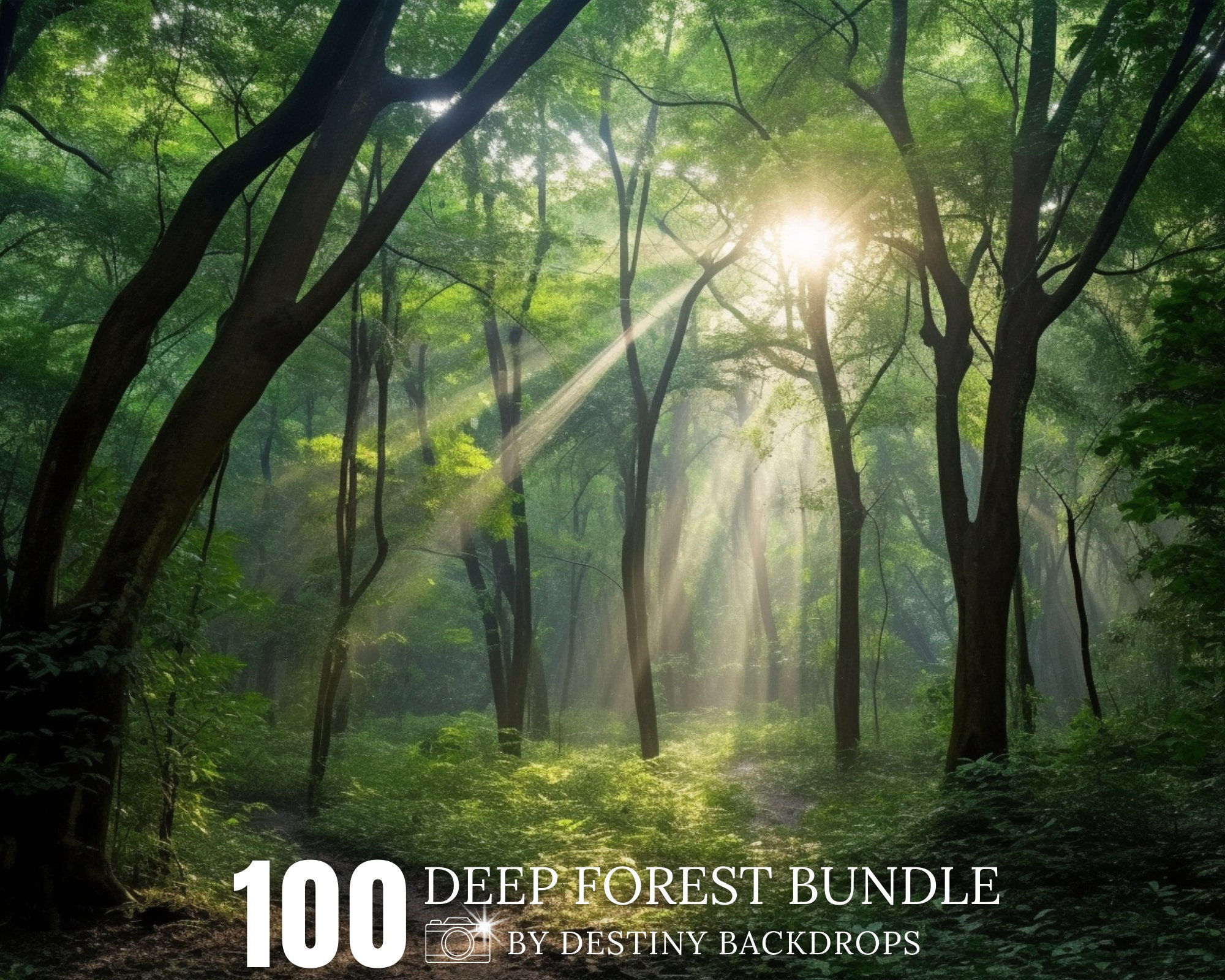 100 Deep Forest Digital Background Creative Composite Wild Forest ...