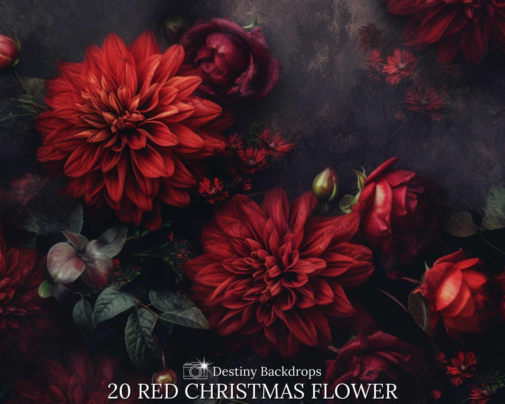 20 Red Christmas Flower Backdrop Photography Christmas Holiday ...