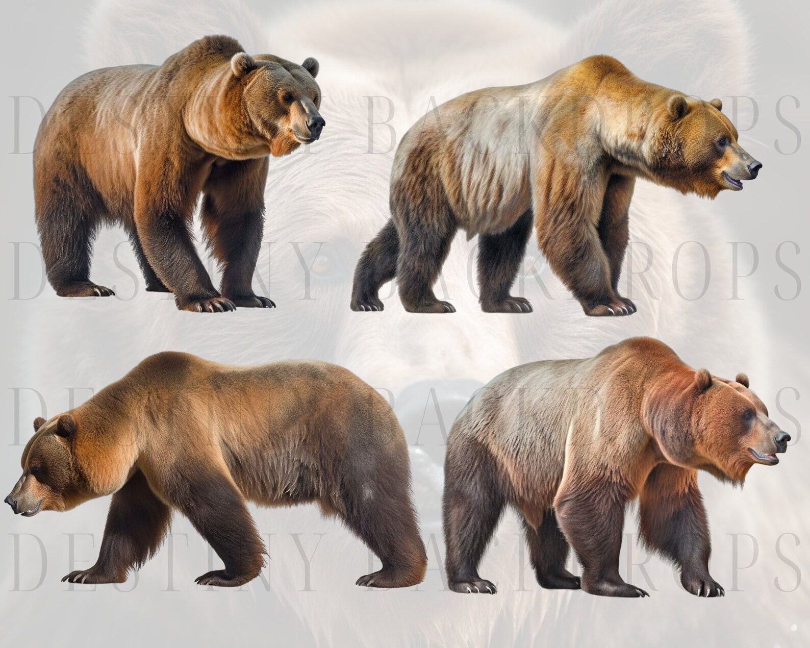 45 Bear Digital Overlays Grizzly Bear PNG Clipart Brown Bear Overlay ...