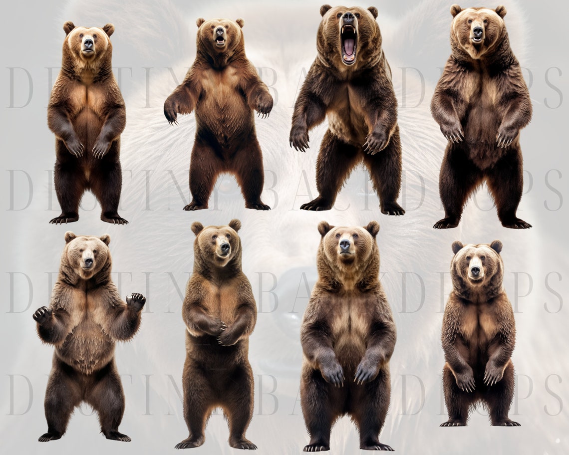 45 Bear Digital Overlays Grizzly Bear PNG Clipart Brown Bear Overlay ...