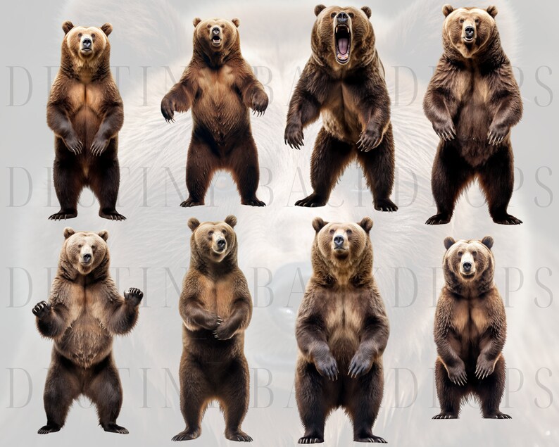 45 Bear Digital Overlays Grizzly Bear PNG Clipart Brown Bear Overlay ...