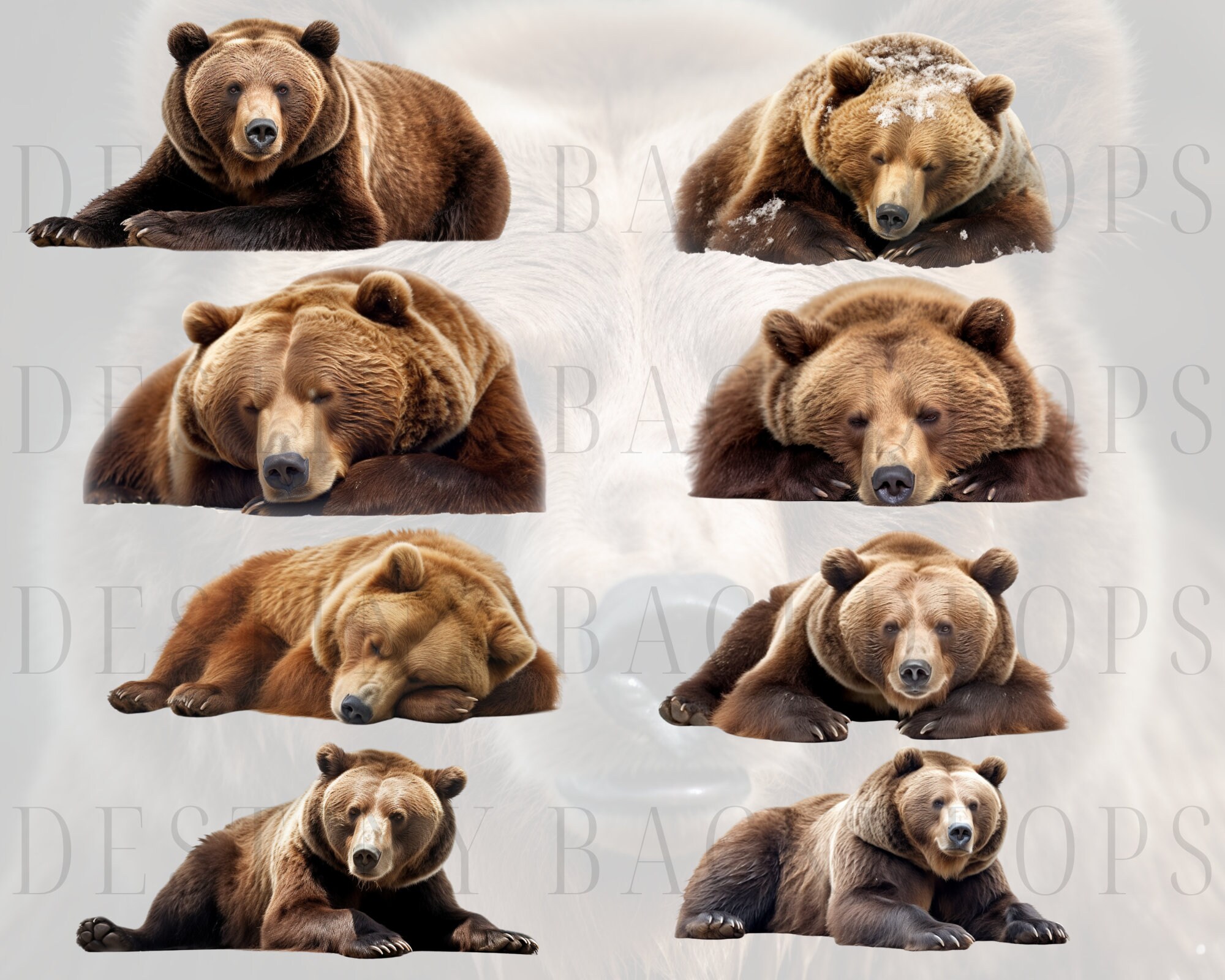 45 Bear Digital Overlays Grizzly Bear PNG Clipart Brown Bear Overlay ...