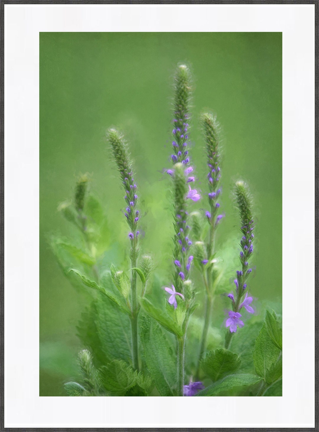 Printable Botanical Flower Photography Wall Art Instant Download for ...