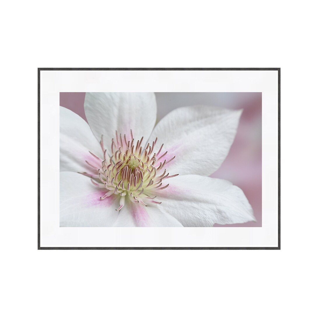 Printable Clematis Flower Photo, Digital Download for Home Decor, Macro ...