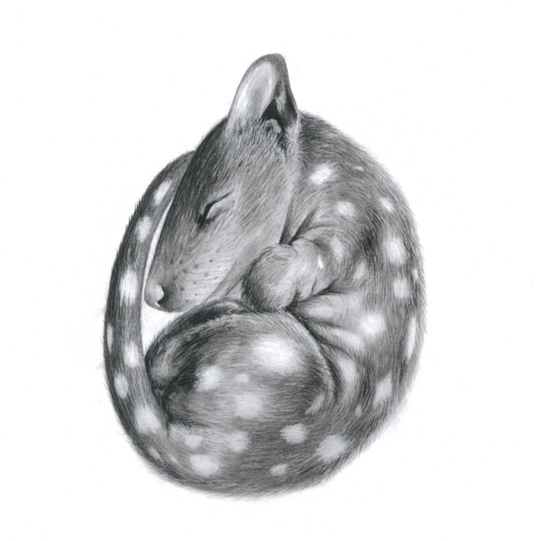 Quoll - Etsy