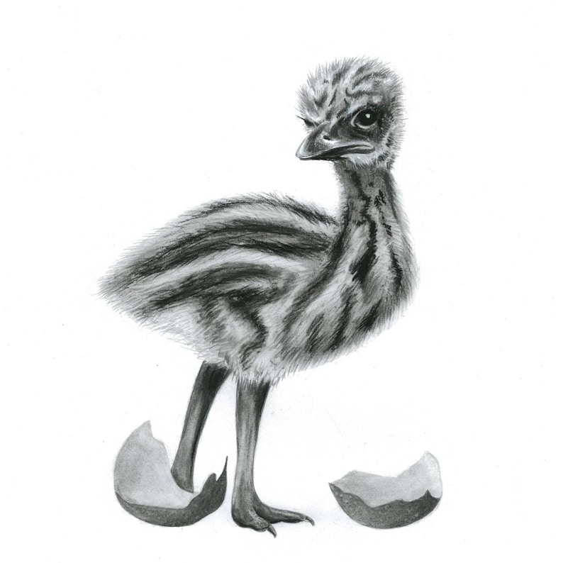 Baby Emu Australian Nursery Art Charcoal Drawing by Kristi Bain - Etsy