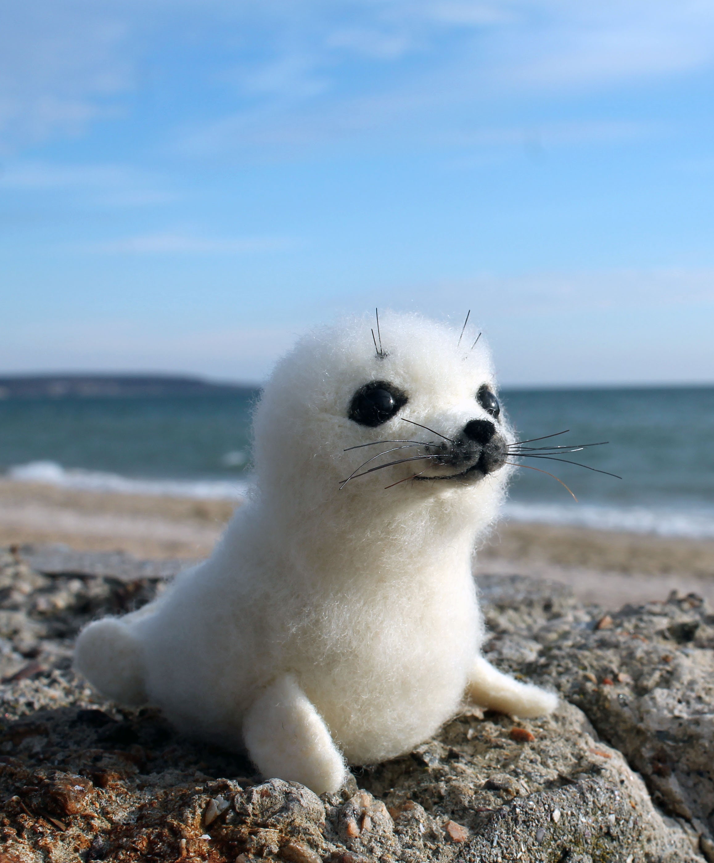 Cute Baby Seals Pictures