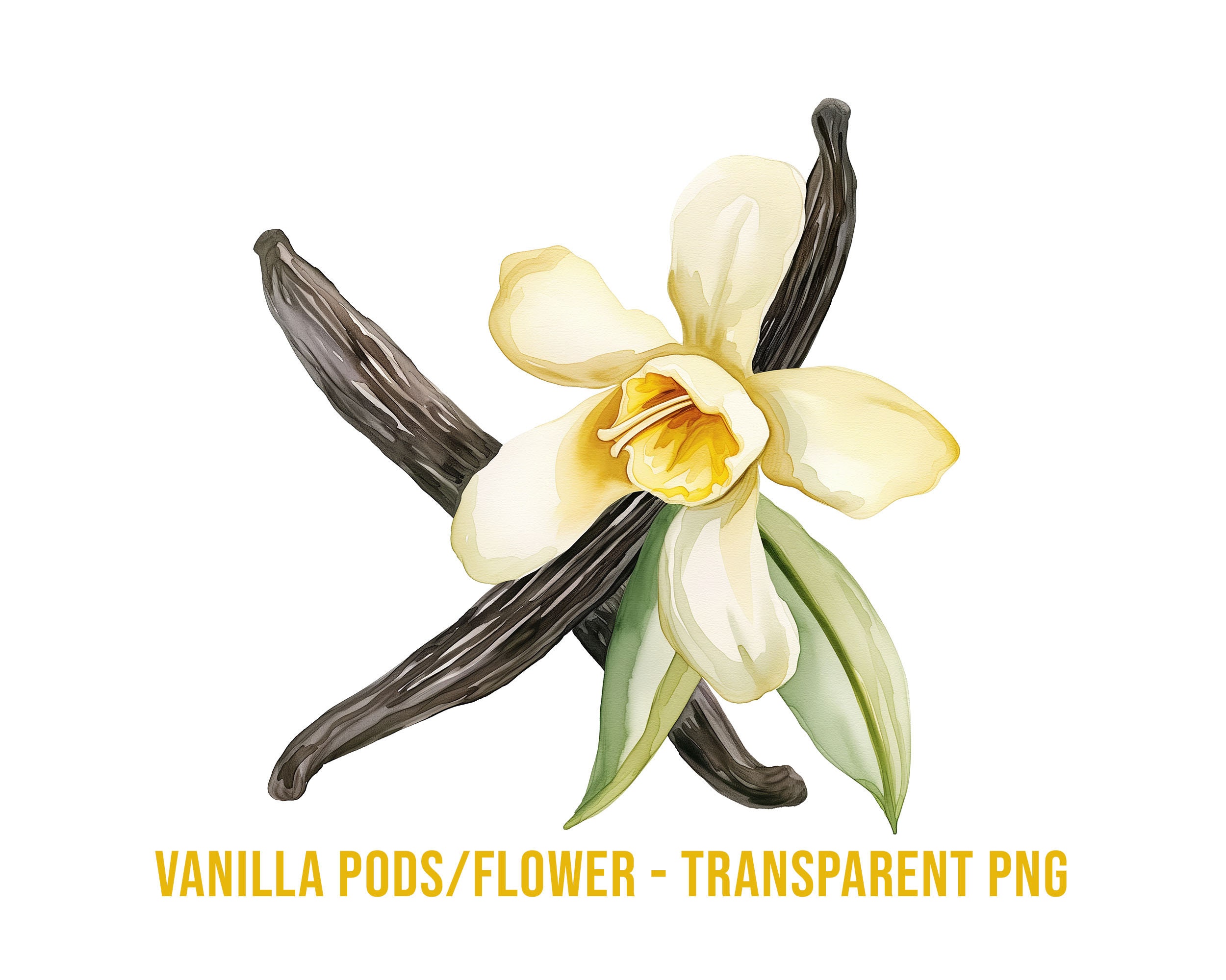 Vanilla Pods and Flower PNG for Art or Craft Project. Vanilla Art for ...