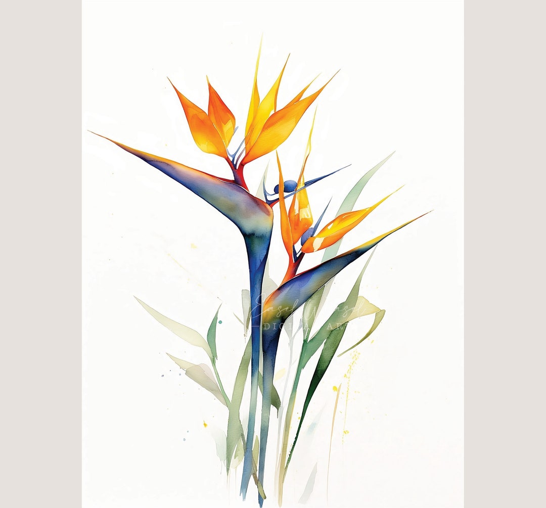 Bird of Paradise Watercolor Art Print. Bird of Paradise Wall Art Bird ...