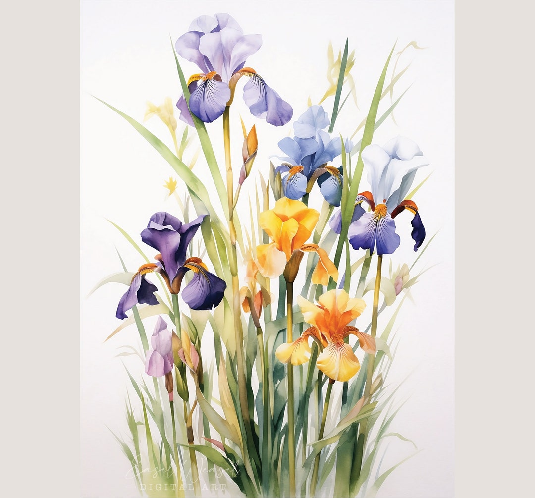 Reblooming Irises Watercolor Art Print. Iris Art. Irises. Iris Wall ...