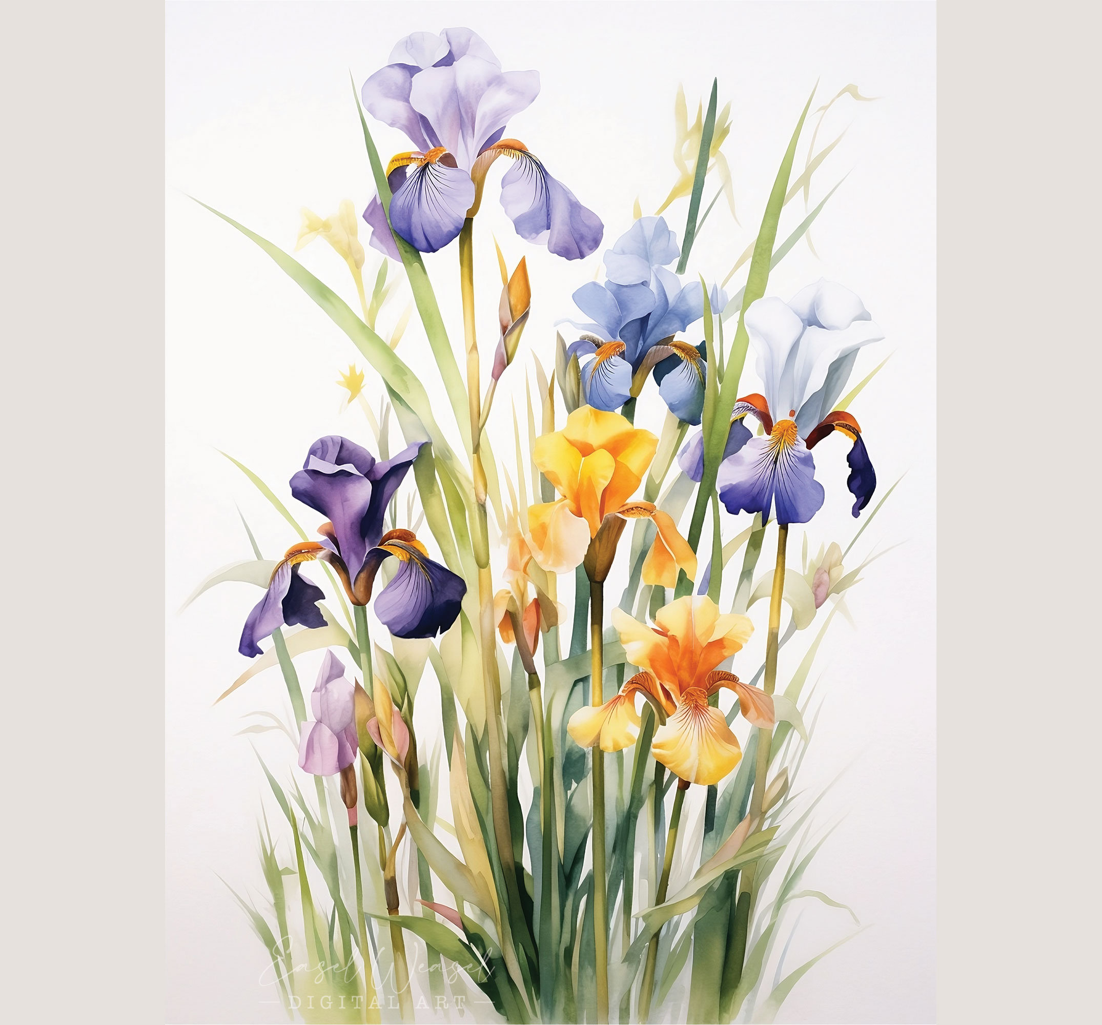 Reblooming Irises Watercolor Art Print. Iris Art. Irises. Iris Wall ...