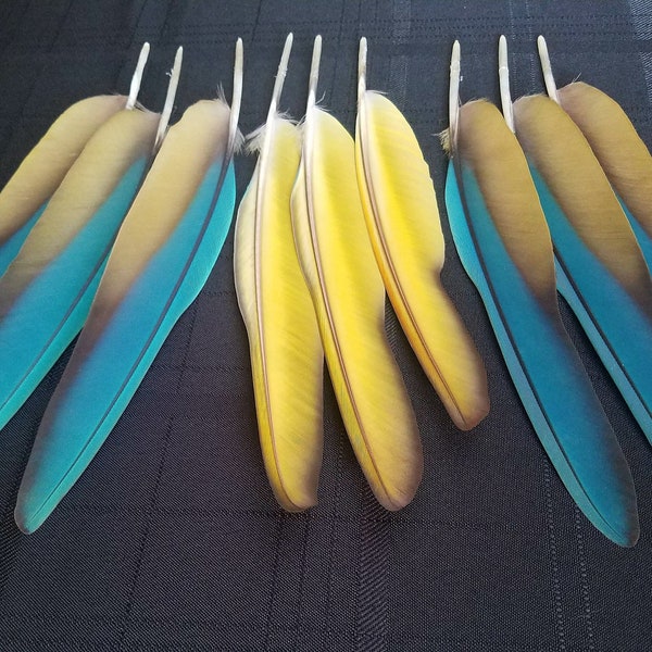 Exotic Feathers - Etsy