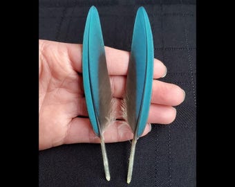 Macaw Feather, Parrot Feather, Ethically Sourced Wing Feather, Long ...