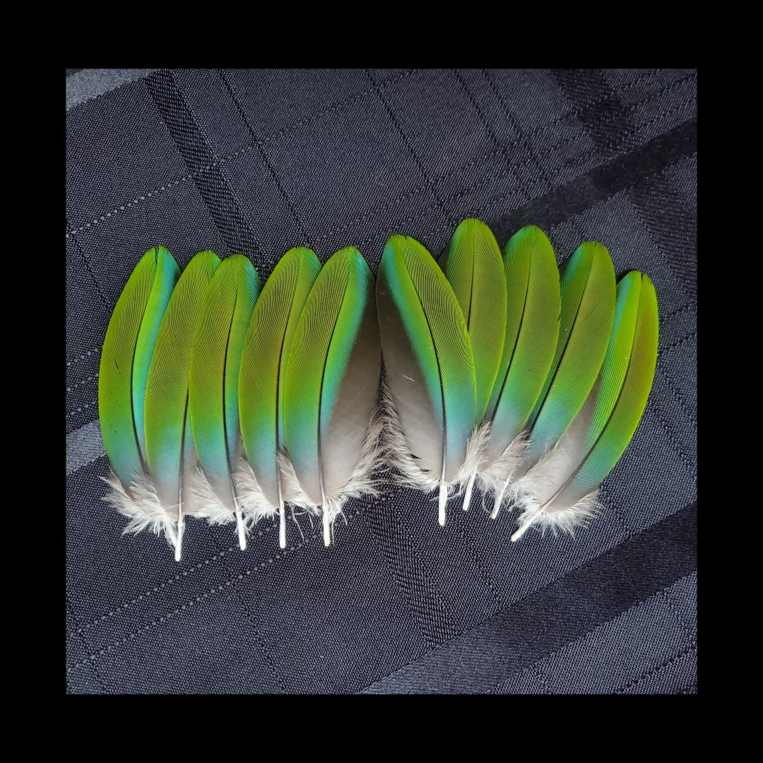 5 MATCHED Pairs of COLORFUL Macaw Parrot FEATHERS, Iridescent Blue and ...