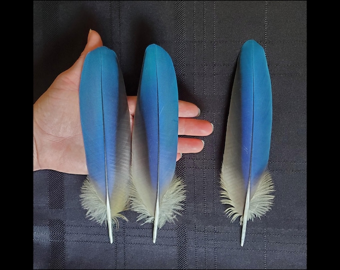 Macaw Feather, Parrot Feather, Ethically Sourced Wing Feather, Long ...
