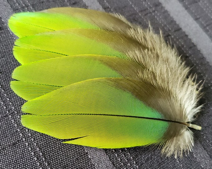 Macaw Feather / Parrot Feather / Green Feather / Smudge Fan / Smudge ...