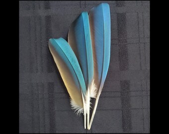 Macaw Feather, Parrot Feather, Ethically Sourced Wing Feather, Long ...