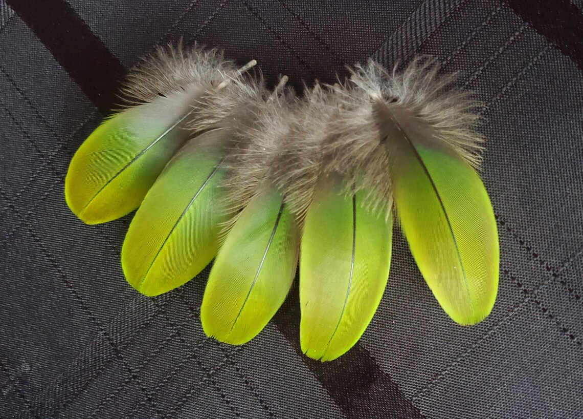 5 Count Green Macaw Feathers Parrot Feathers Iridescent - Etsy