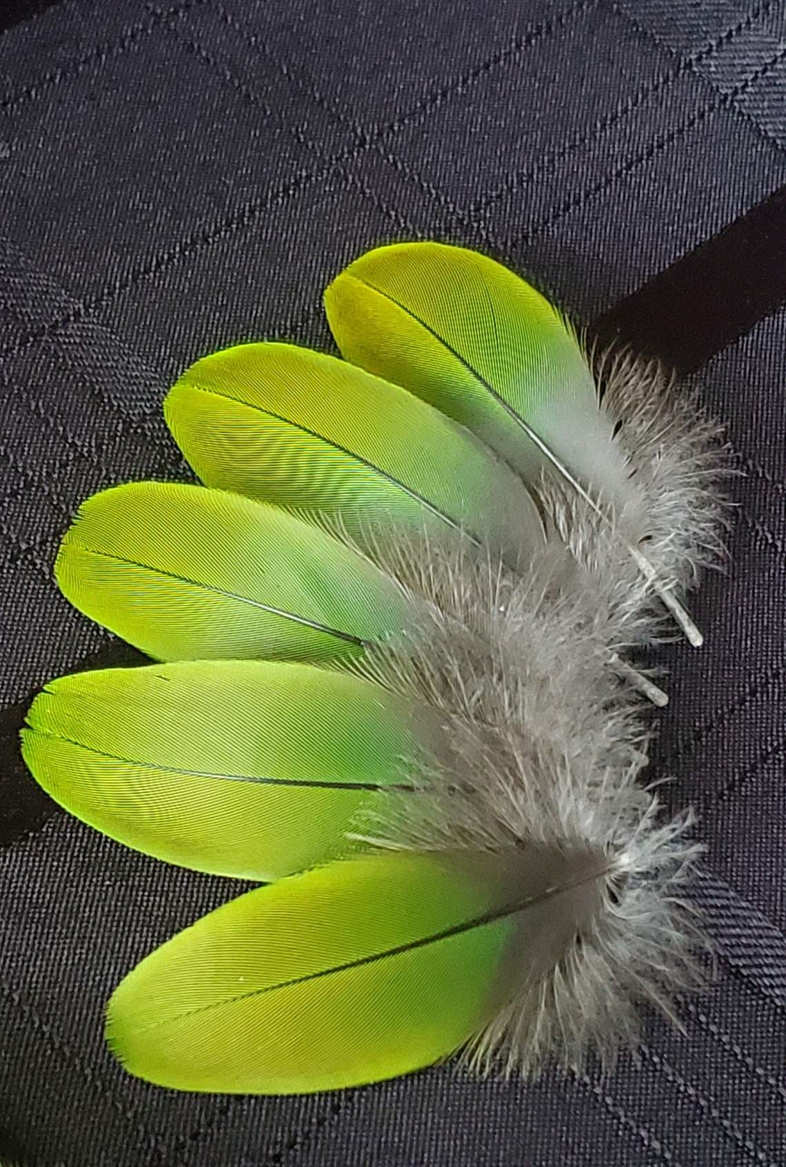 5 Count Green Macaw Feathers Parrot Feathers Iridescent - Etsy