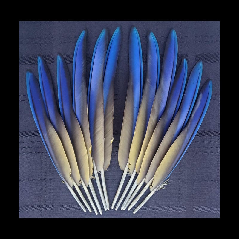 Real Eagle Feathers - Etsy