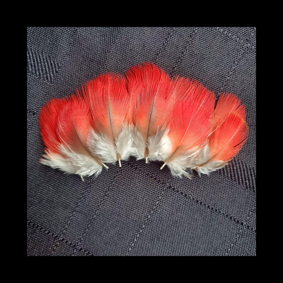 Small RED MACAW FEATHERS, Colorful Parrot Feathers, Rare Exotic ...