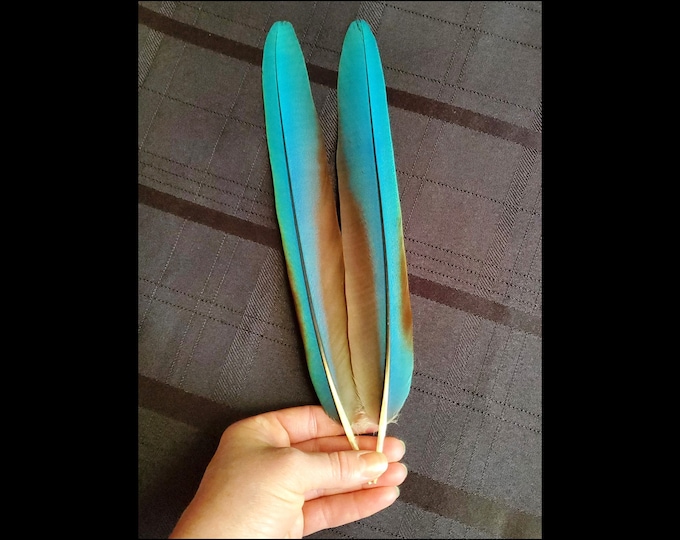 Macaw TAIL FEATHERS, Matched PAIR of 12 Inch Long Parrot Feathers, Blue ...
