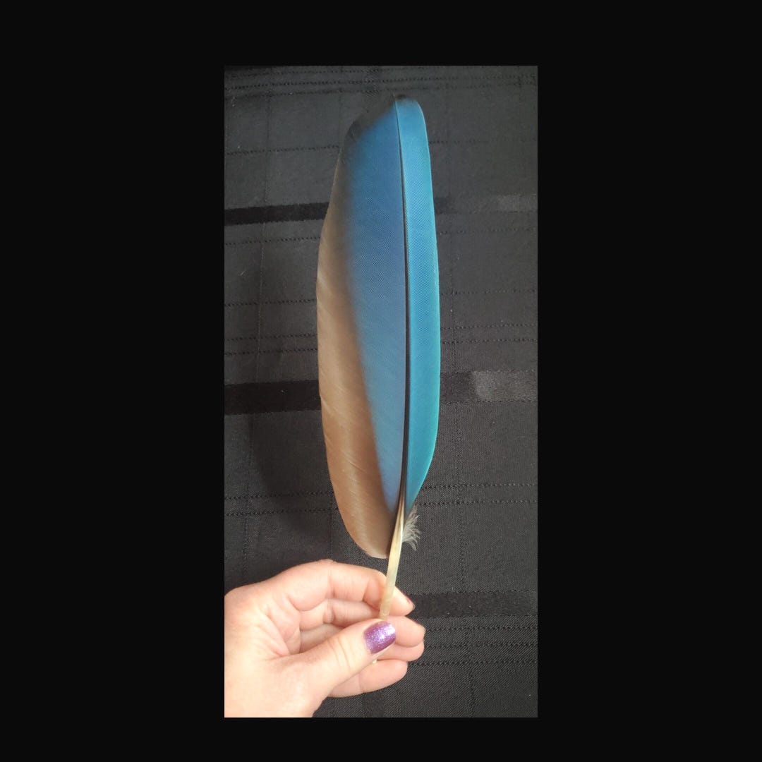 Macaw Wing Feather, 10 Inch Large Blue Parrot Feather, Sacred ...