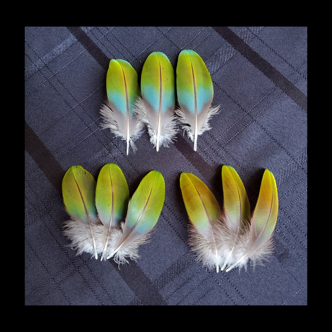 Choice of 3 Pc Set Colorful Macaw Feathers, Parrot Feathers, Bright ...