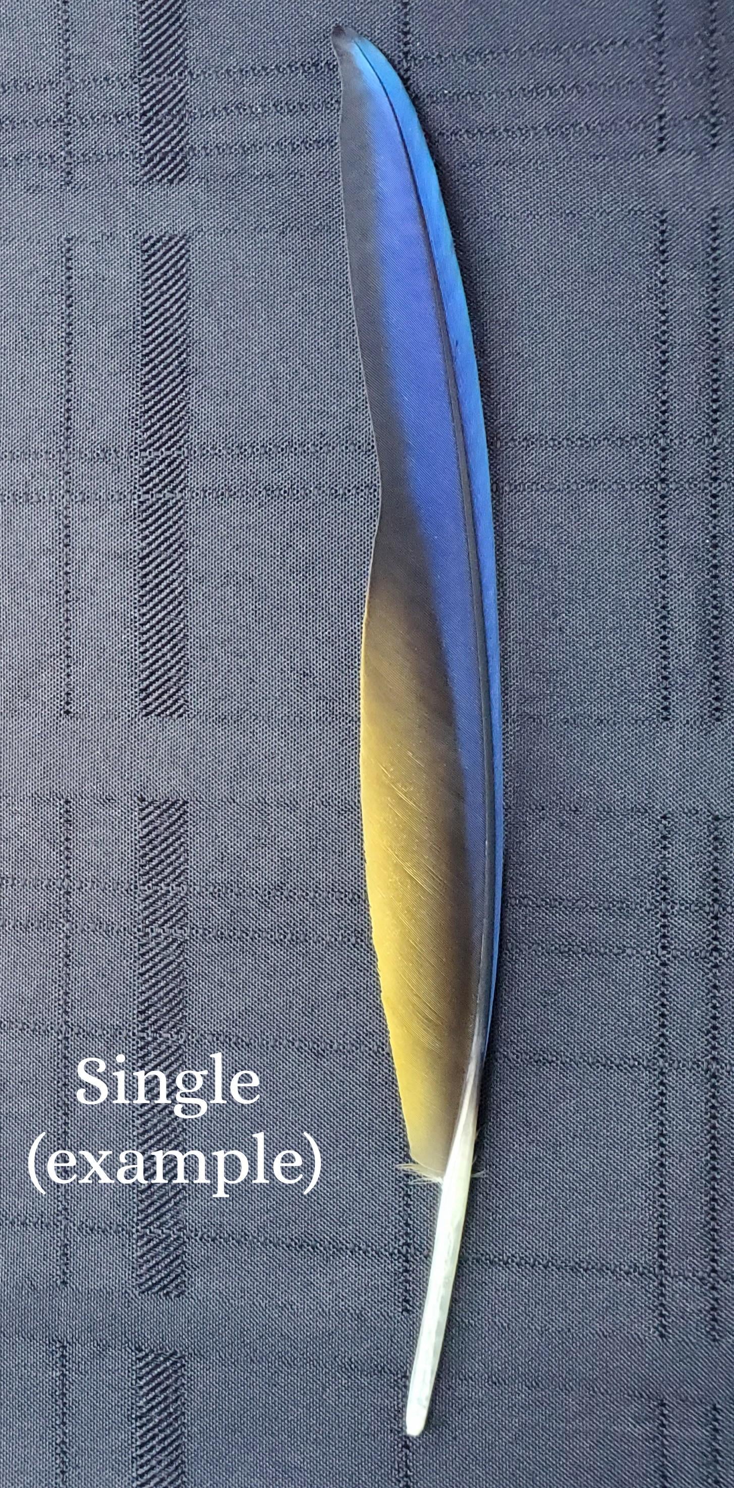 Macaw Wing Feather(s), Authentic Parrot Feather, Ethically Sourced ...