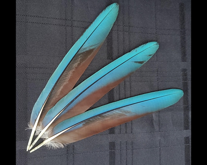 Macaw CENTER TAIL Feather, Long Red & Blue Parrot Tail Feather, Rare ...