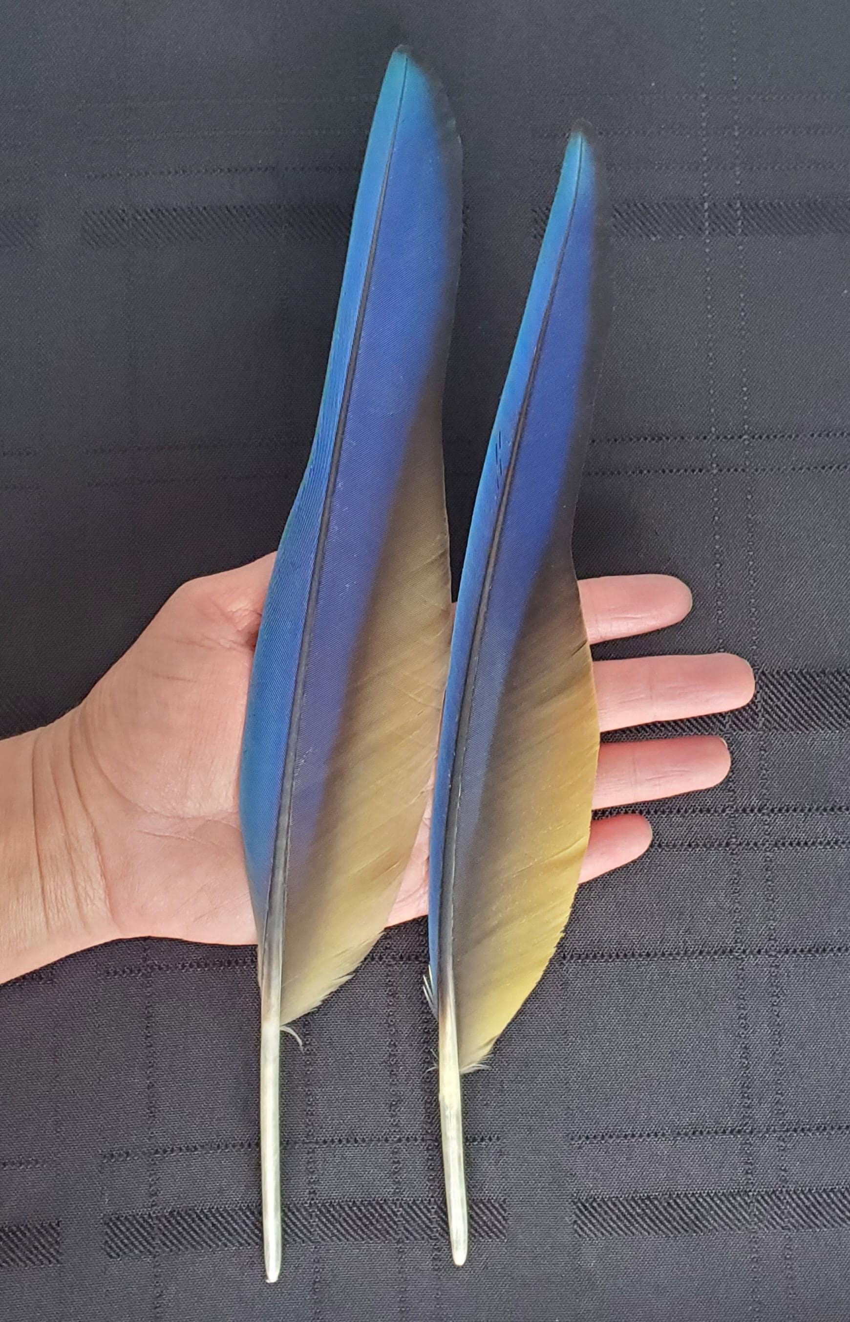 Macaw Wing Feather(s), Authentic Parrot Feather, Ethically Sourced ...