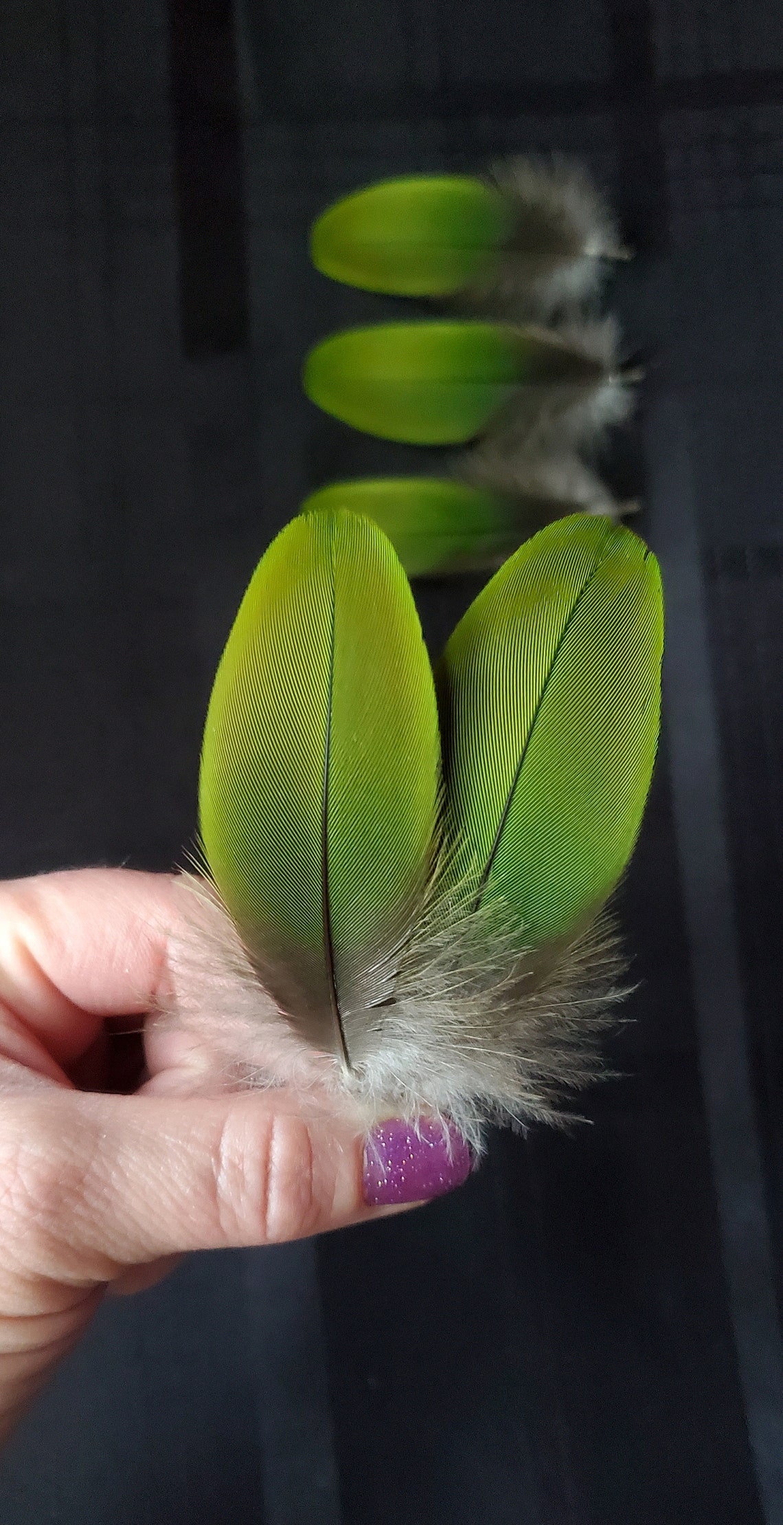 5 Count Green Macaw Feathers Parrot Feathers Iridescent - Etsy