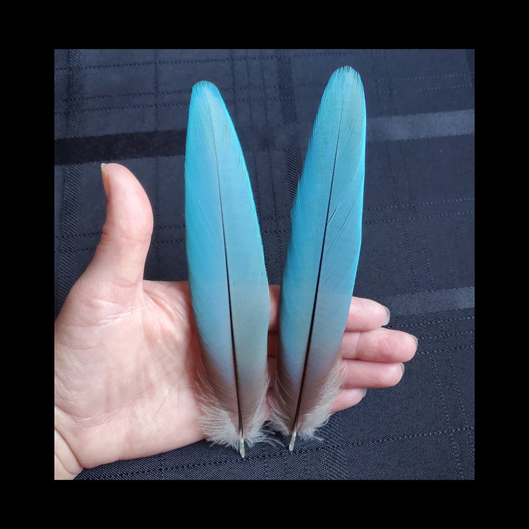 XL MATCHED PAIR Macaw Vent Feathers, 7-inch Parrot Feathers, Iridescent ...