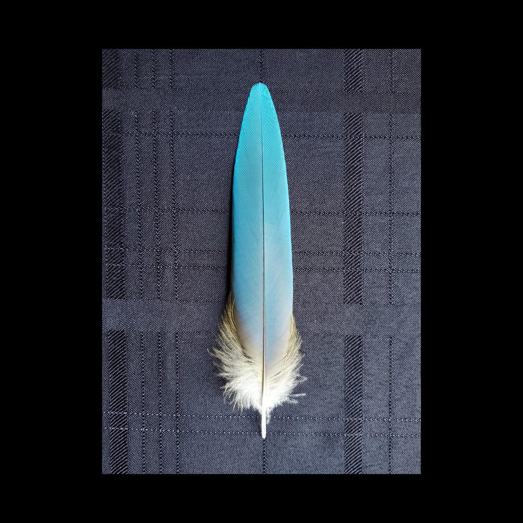 A+ Condition - XL Macaw Tail Covert Feather (nearly 8 In), Iridescent ...