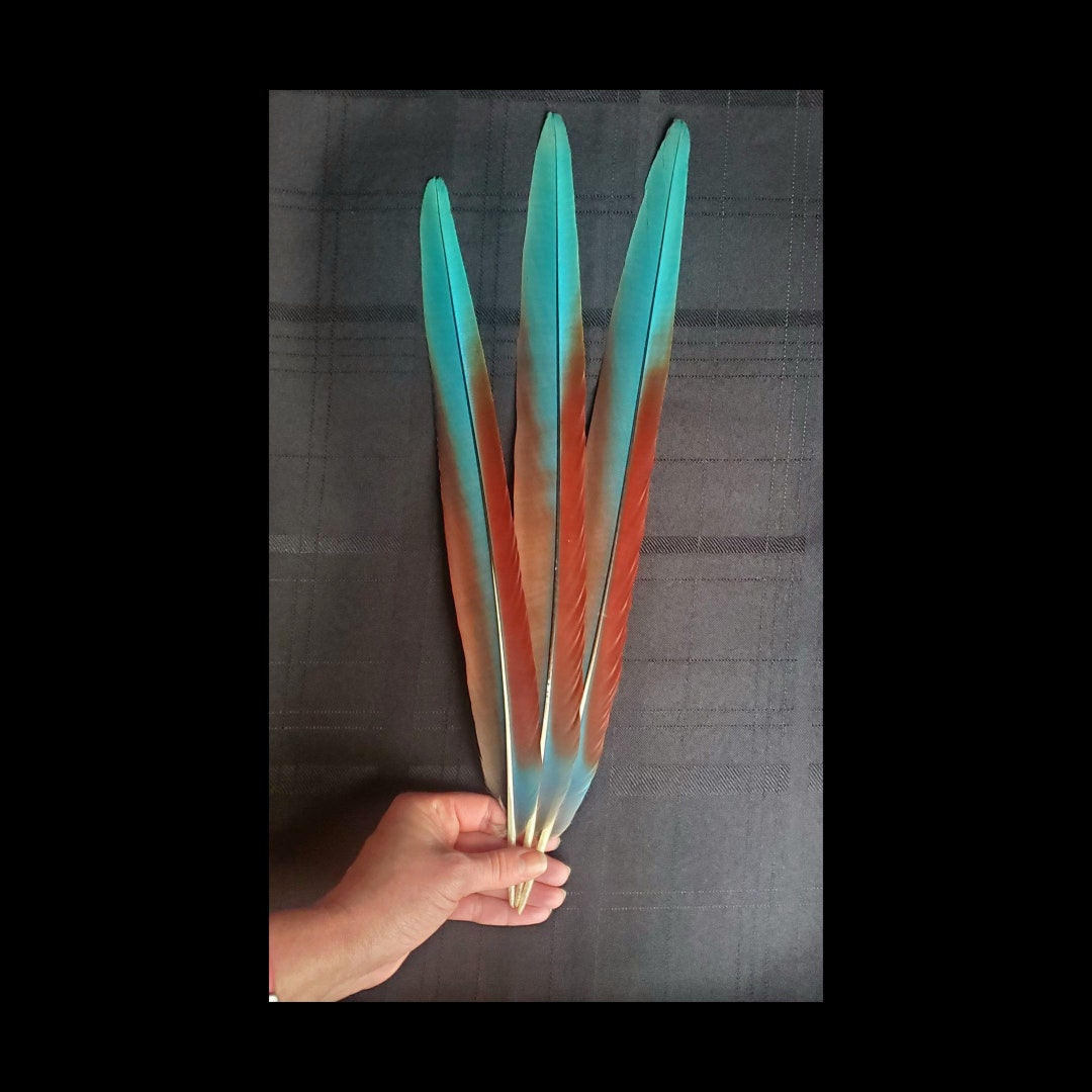 3 Macaw Tail Feathers, Ceremonial, Fan Set, Long Red and Blue Parrot ...