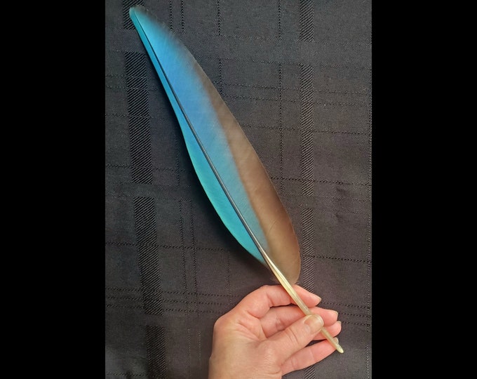 Macaw Feather, Parrot Feather, Ethically Sourced Wing Feather, Long ...