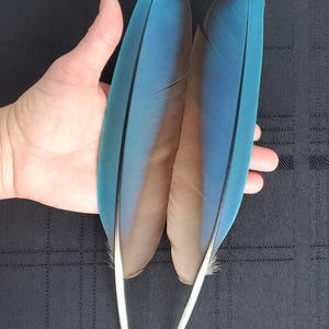 2 Matched Pairs Macaw Wing Feathers, Large Blue Parrot Feathers ...
