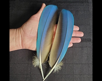Macaw Feather, Parrot Feather, Ethically Sourced Wing Flight Feathers ...