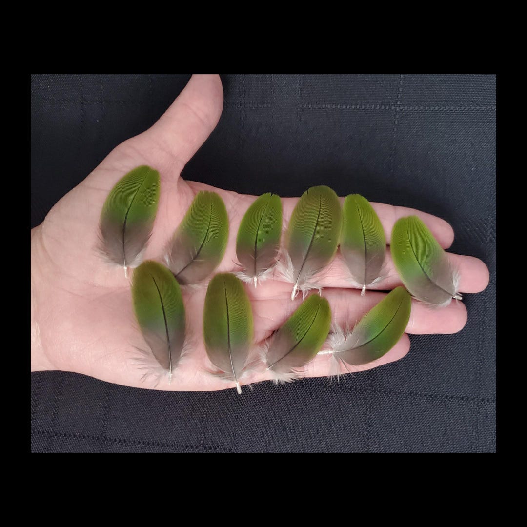 SMALL Iridescent GREEN Macaw FEATHERS, Parrot Wing Cover Feathers, Rare ...