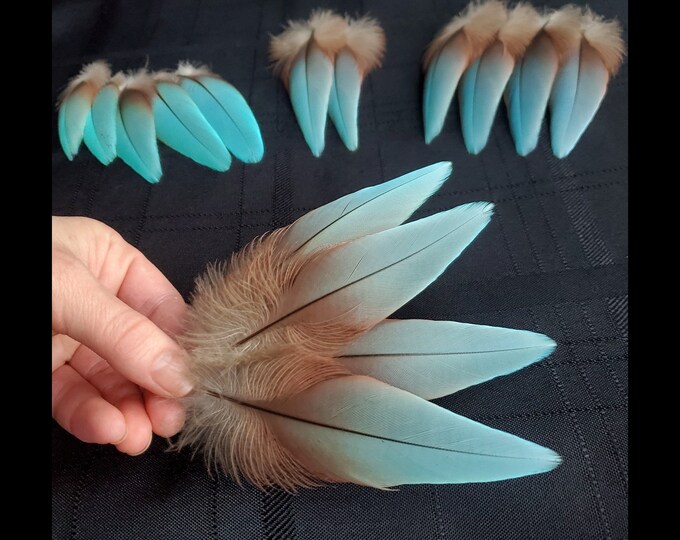 Blue Covert Macaw Tail Feathers, Long Parrot Vent Feathers, Rare Exotic ...